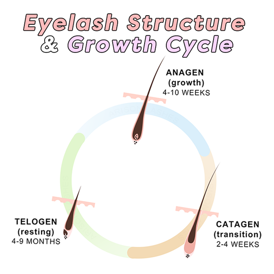 Lash Extension 101: Eyelash Structure And Eyelash Growth Cycle – Arison ...